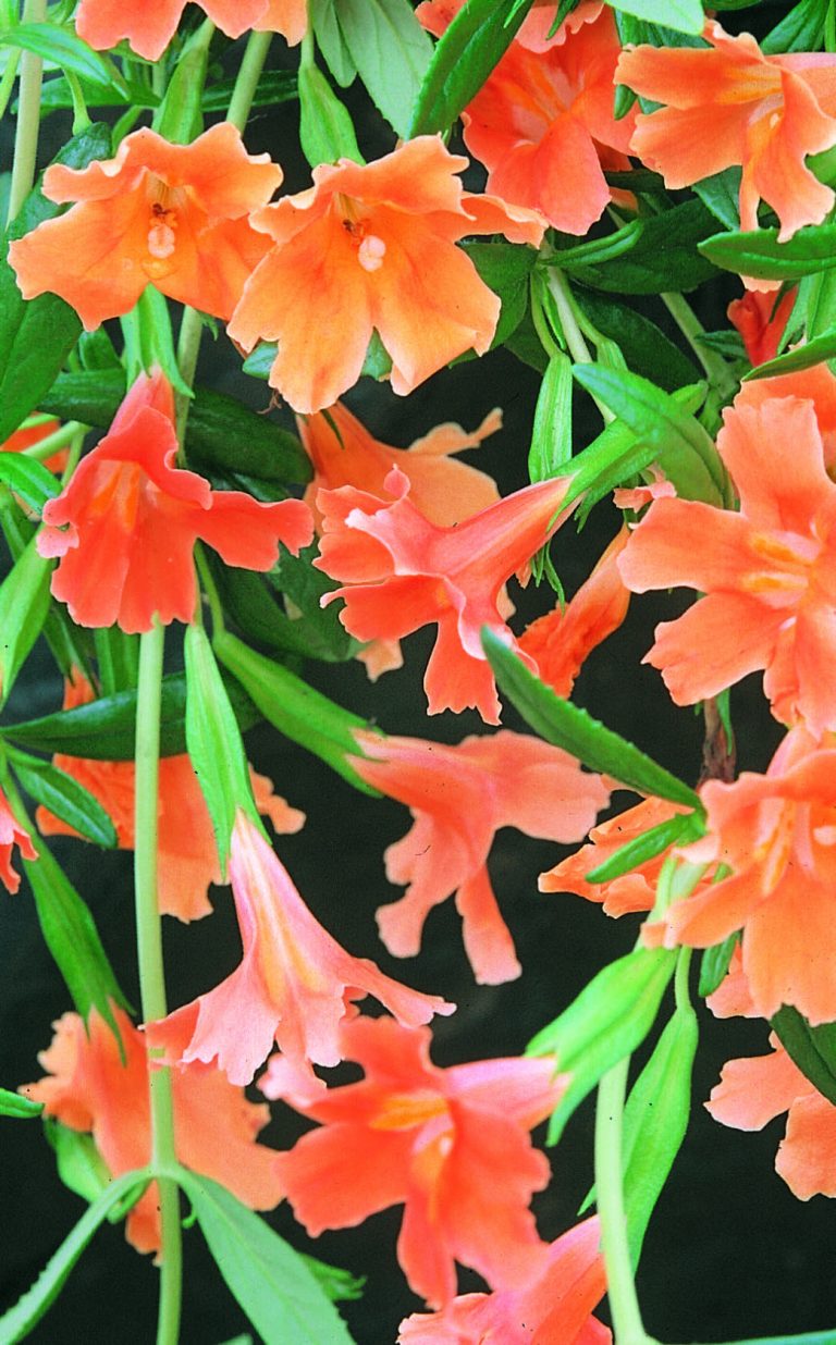 MIMULUS aurantiacus Orange | Armlee Nurseries