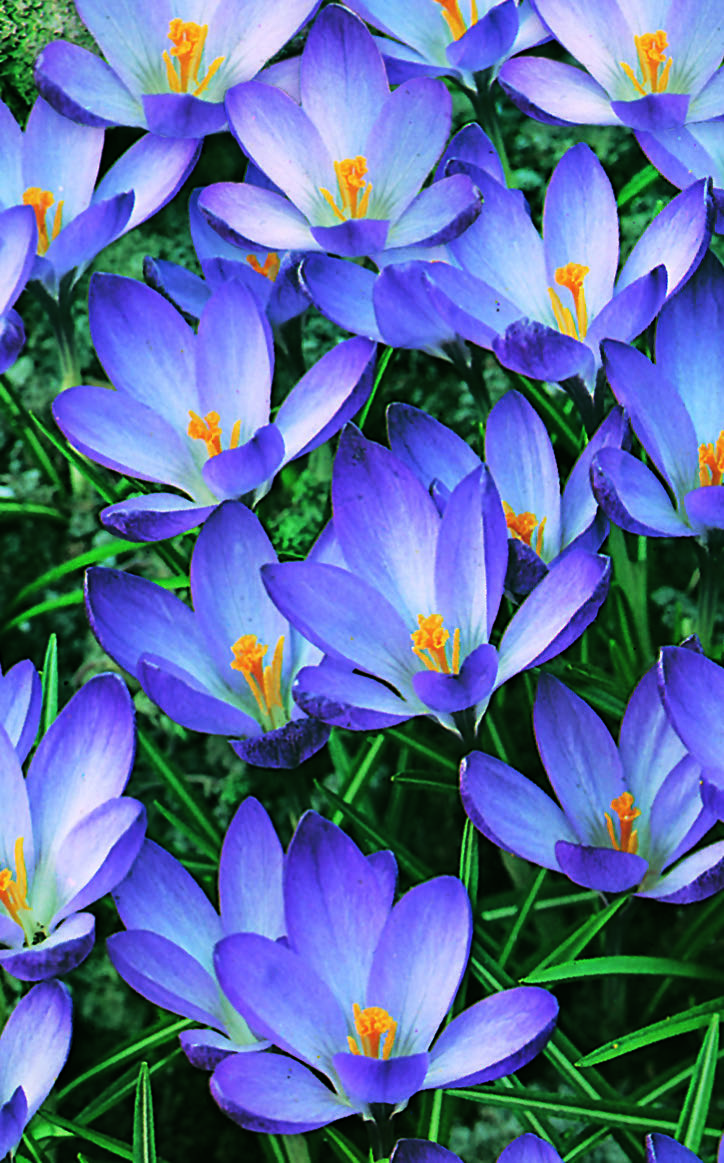 CROCUS tomasinianus Ruby Giant | Armlee Nurseries