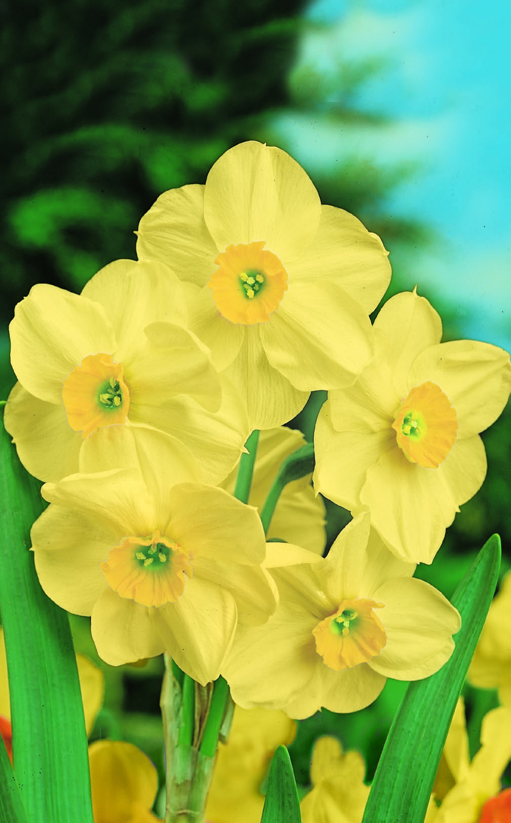 NARCISSUS Sun Disc | Armlee Nurseries