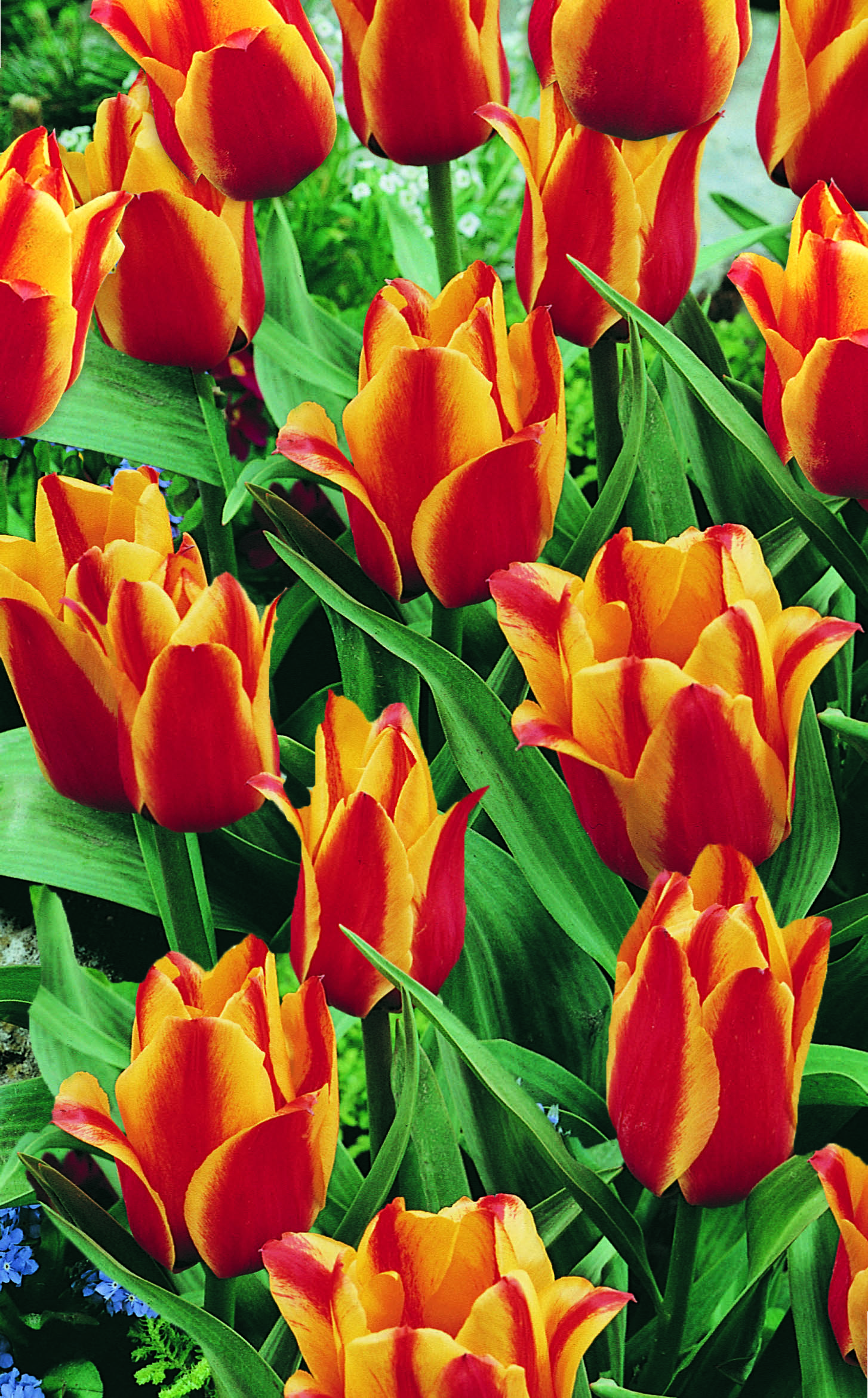 TULIP Cape Cod | Armlee Nurseries