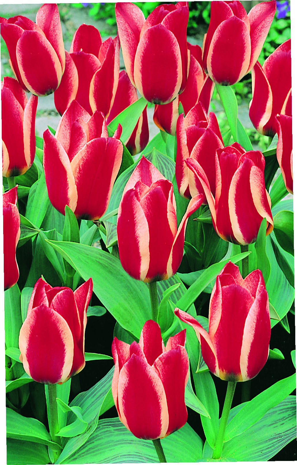 TULIP Pinocchio | Armlee Nurseries