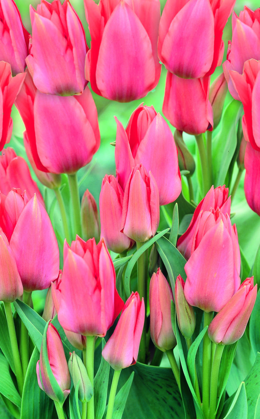 TULIP Toronto | Armlee Nurseries