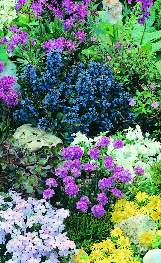 Premier Alpine Mixed 6 Pack | Armlee Nurseries
