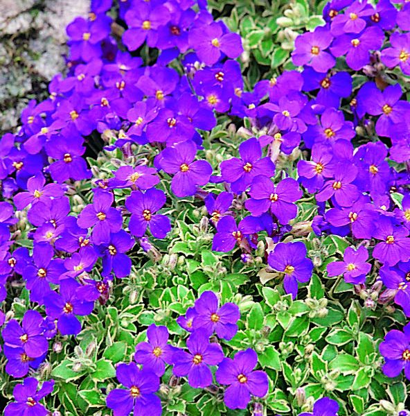 AUBRIETA Doctor Mules Variegata | Armlee Nurseries