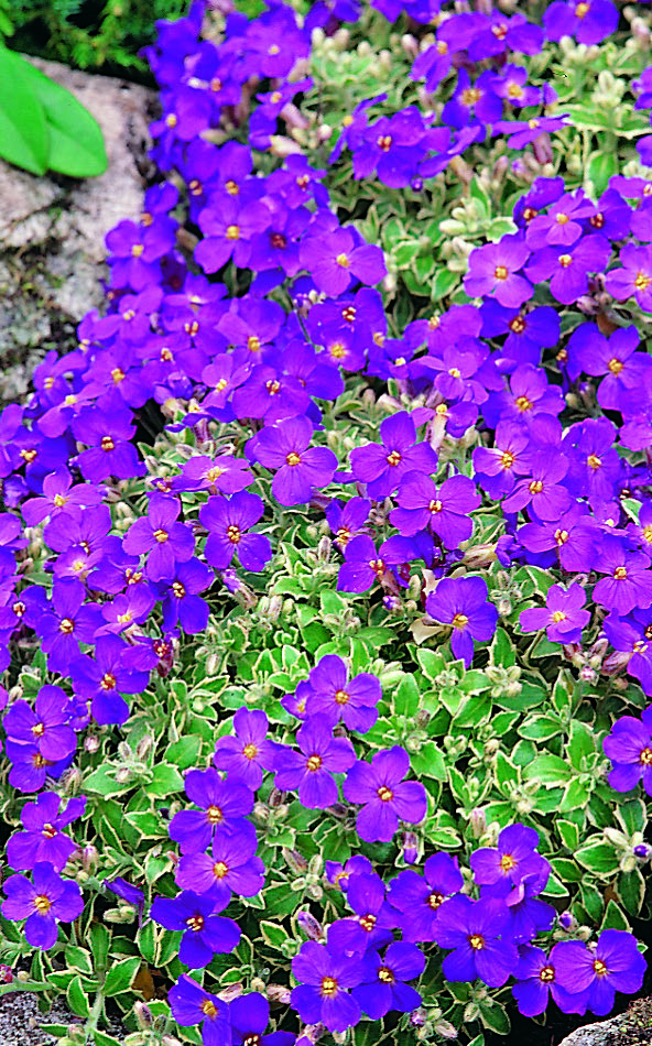 AUBRIETA Doctor Mules Variegata | Armlee Nurseries