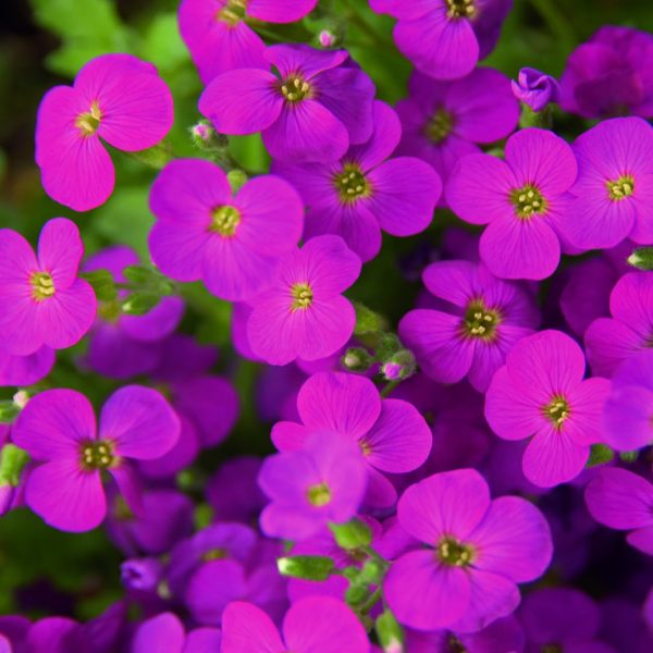 AUBRIETA gracilis Kitte Rose Red | Armlee Nurseries