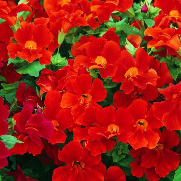 MIMULUS Highland Orange | Armlee Nurseries