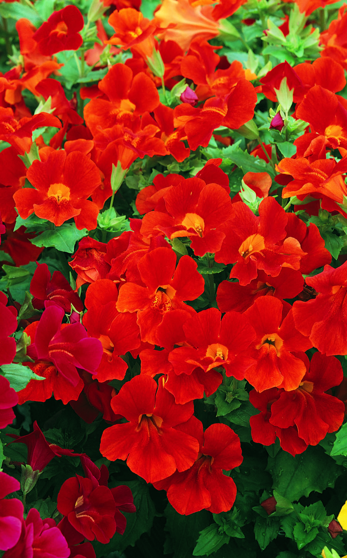 MIMULUS Highland Orange | Armlee Nurseries