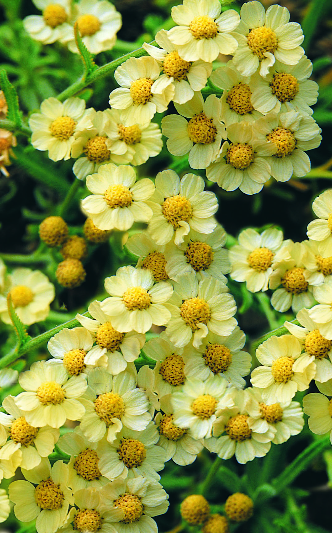 ACHILLEA King Alfred | Armlee Nurseries