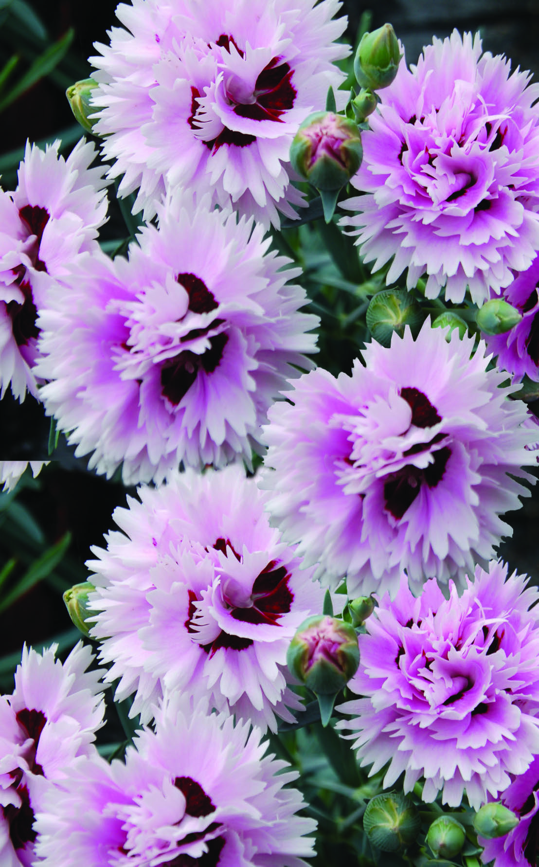 DIANTHUS Fizzy® | Armlee Nurseries