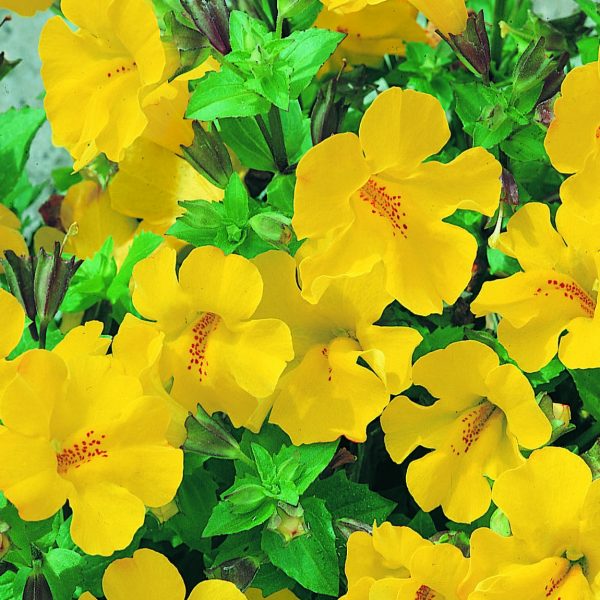 MIMULUS Highland Yellow | Armlee Nurseries