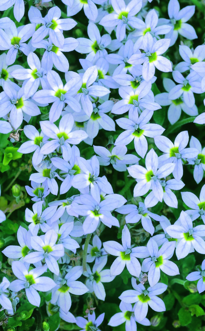 PRATIA Pedunculata | Armlee Nurseries