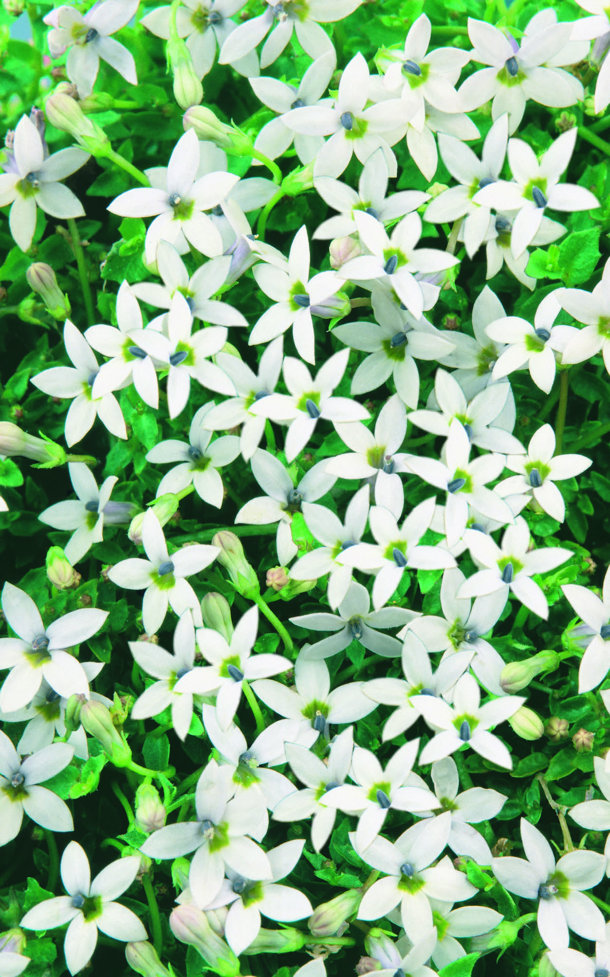 PRATIA Pedunculata Alba | Armlee Nurseries