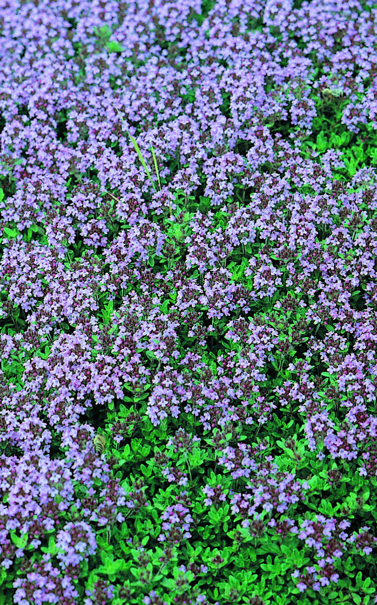 THYMUS serpyllum Elfin | Armlee Nurseries