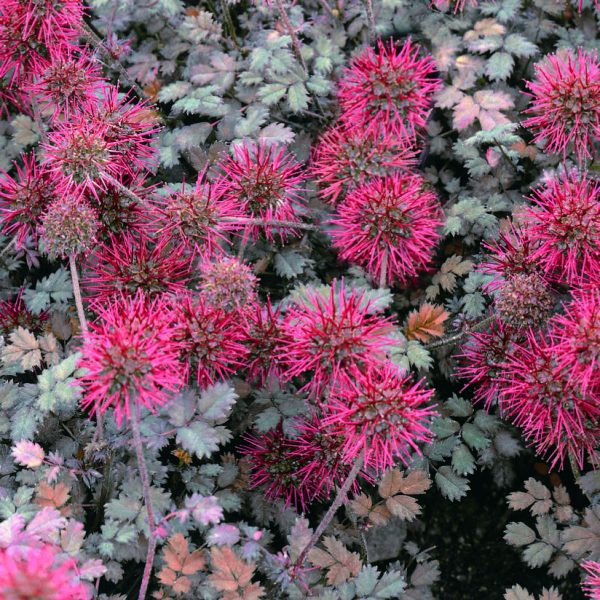 ACAENA microphylla Kupferteppich | Armlee Nurseries