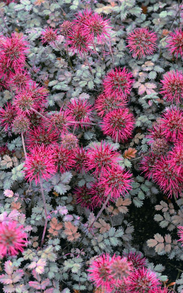 ACAENA microphylla Kupferteppich | Armlee Nurseries