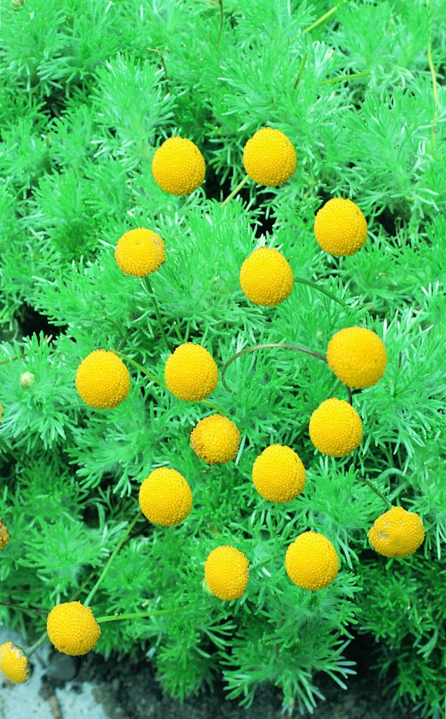 COTULA hispida | Armlee Nurseries