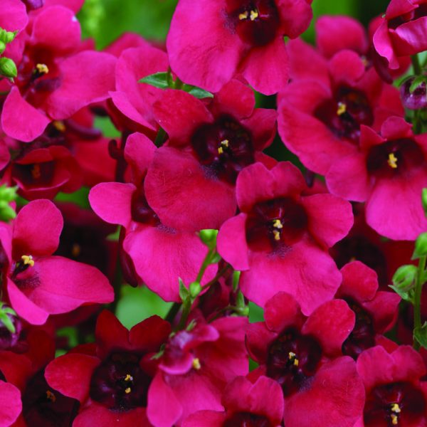 DIASCIA Red Breeze | Armlee Nurseries