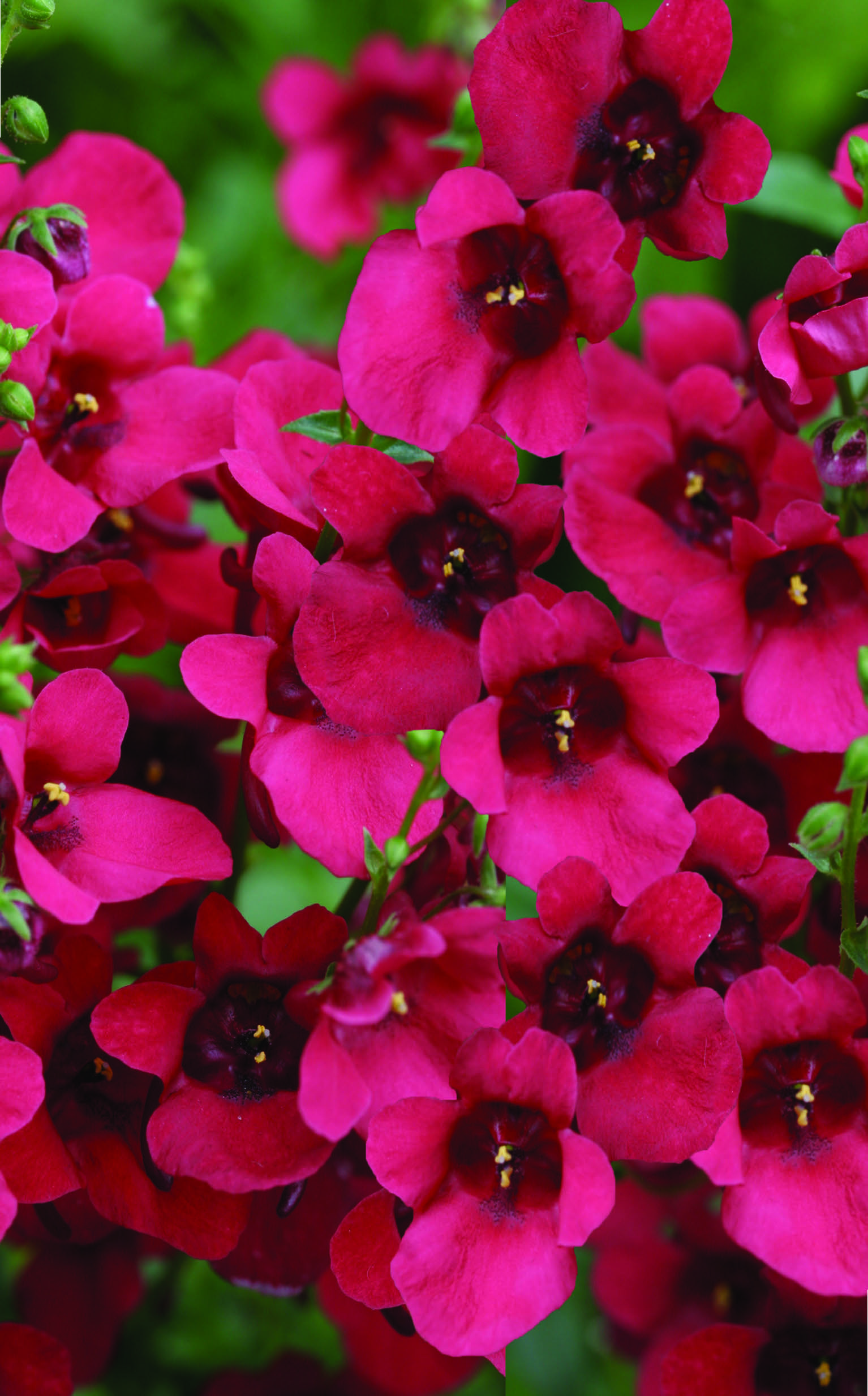 DIASCIA Red Breeze | Armlee Nurseries