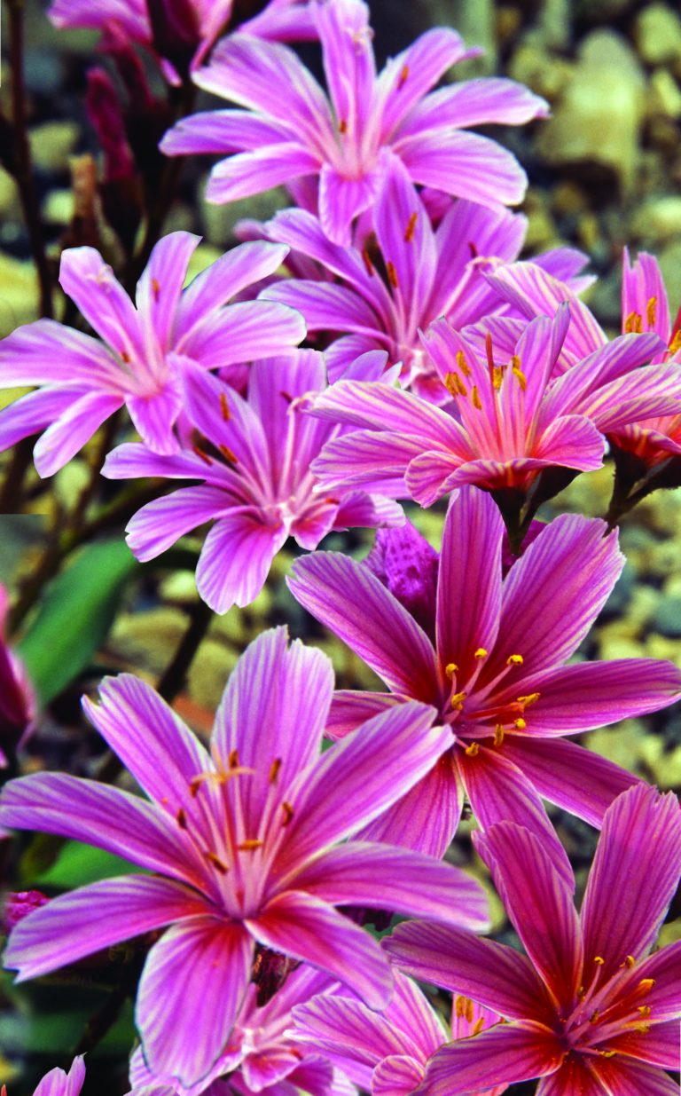 LEWISIA Little Plum | Armlee Nurseries