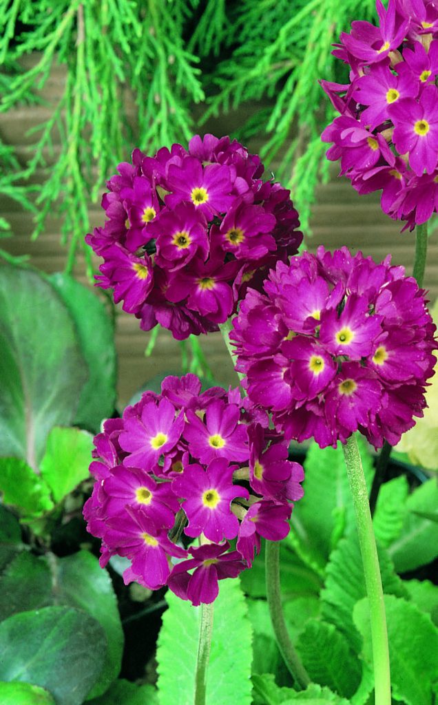 PRIMULA denticulata Ruby | Armlee Nurseries