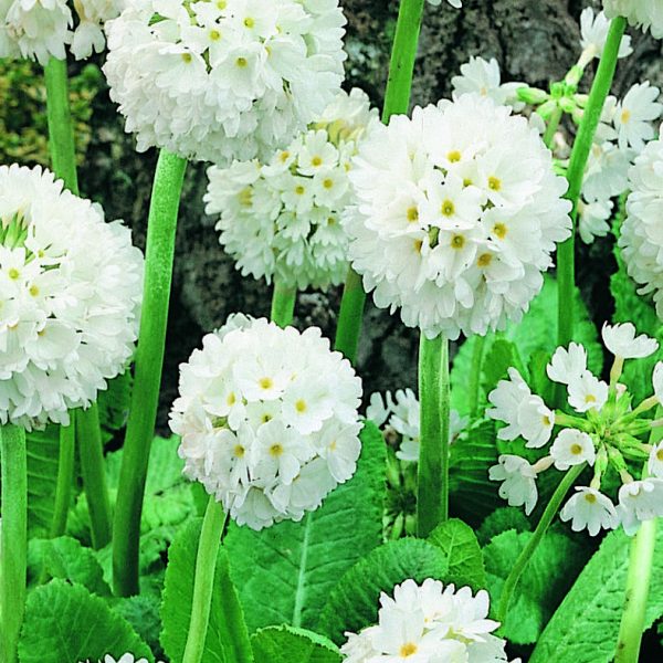 PRIMULA denticulata White | Armlee Nurseries
