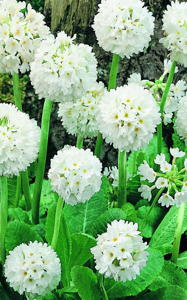 PRIMULA denticulata White | Armlee Nurseries