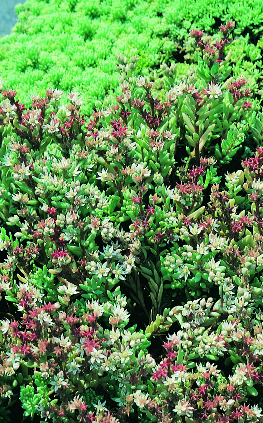SEDUM Lydium | Armlee Nurseries