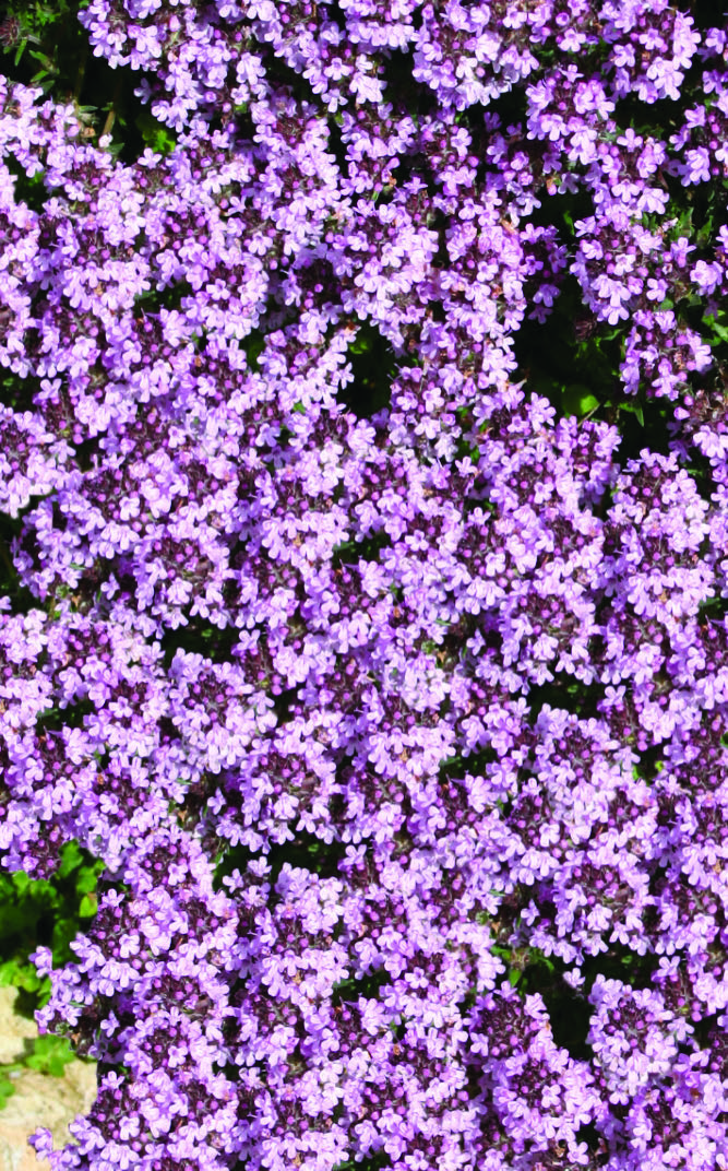 THYMUS Peter Davies | Armlee Nurseries