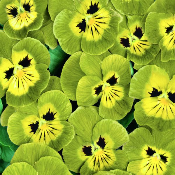 VIOLA Green Goddess | Armlee Nurseries