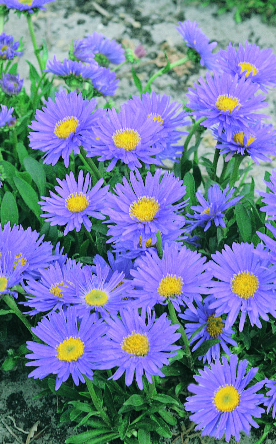 ASTER alpinus Blue | Armlee Nurseries