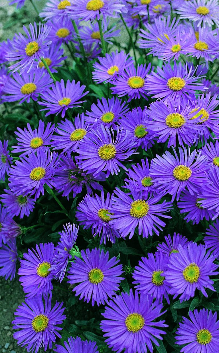 ASTER alpinus Violet | Armlee Nurseries