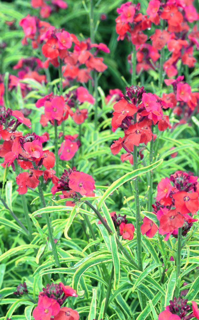 ERYSIMUM linifolium Peach Variegated | Armlee Nurseries
