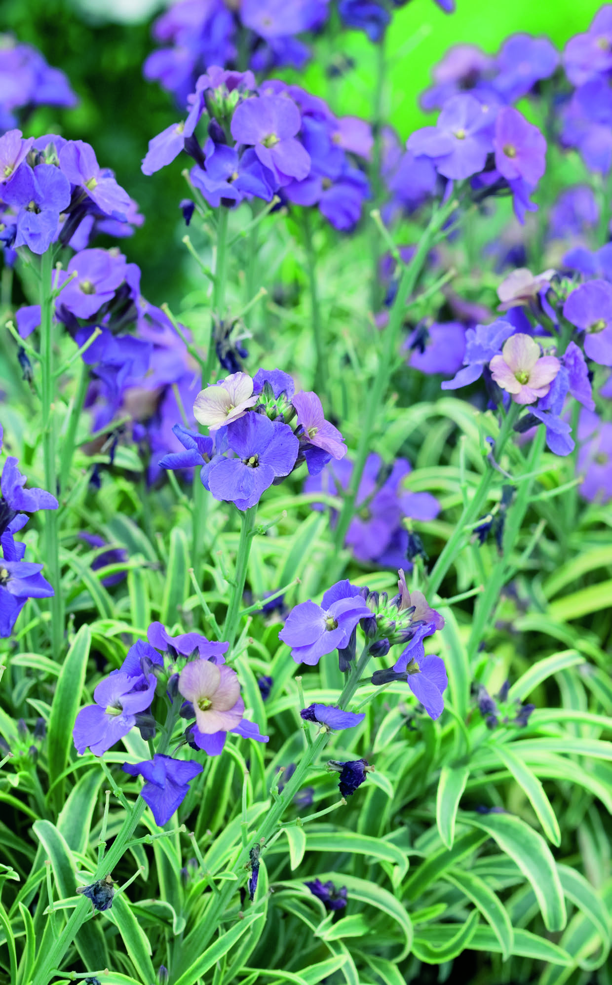 ERYSIMUM linifolium Purple Variegated | Armlee Nurseries