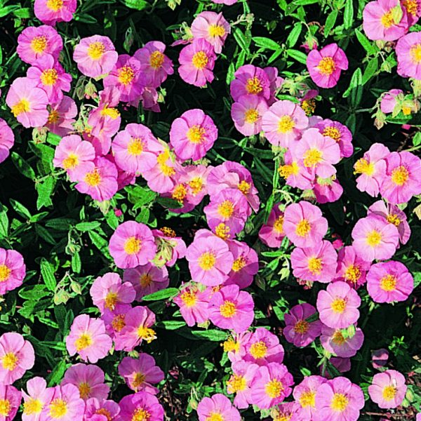 HELIANTHEMUM Lawrensons Pink | Armlee Nurseries