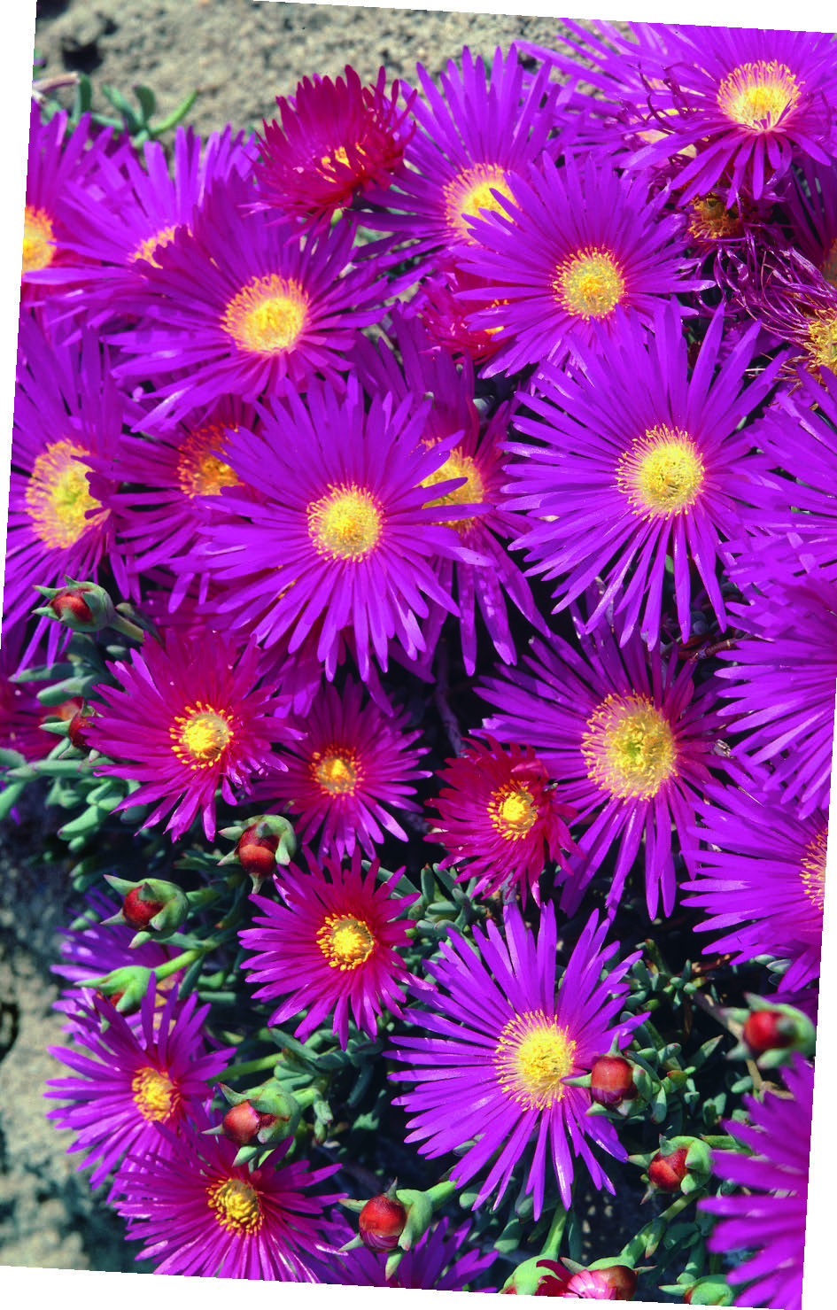 LAMPRANTHUS Purple | Armlee Nurseries