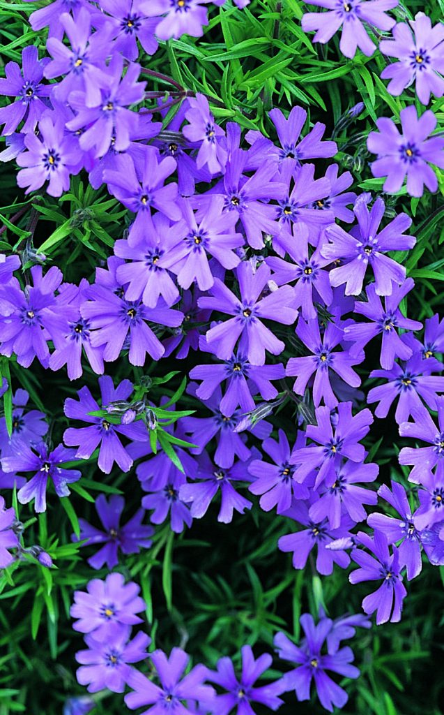 PHLOX subulata Purple Beauty | Armlee Nurseries