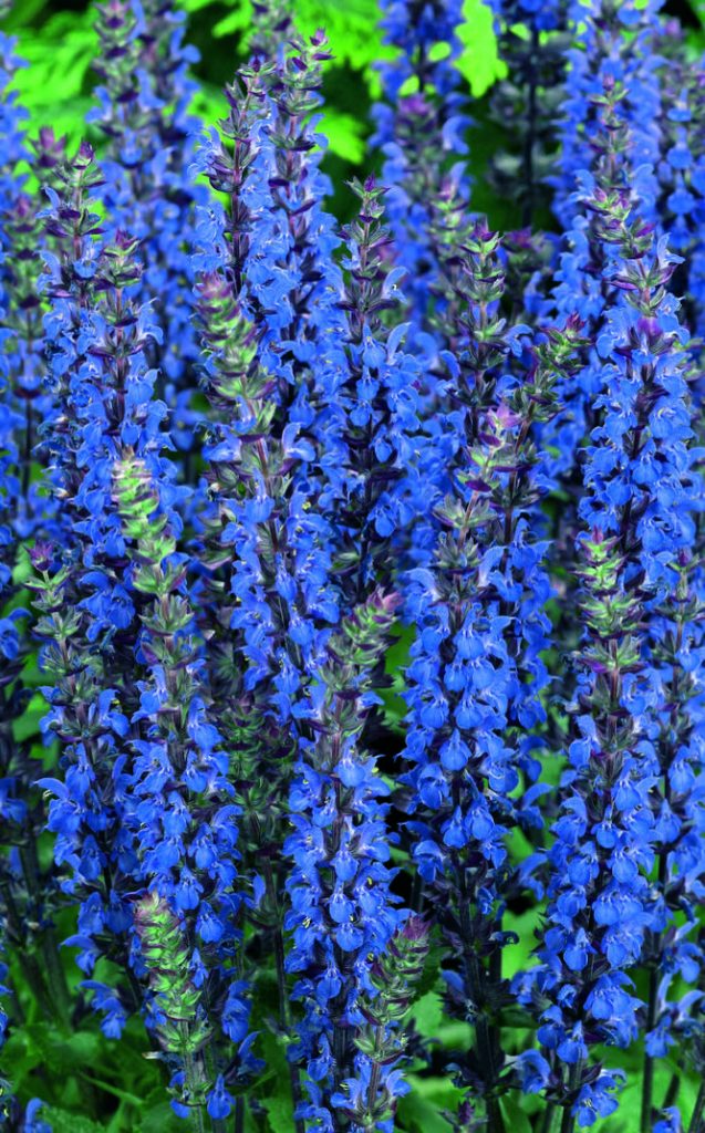 SALVIA nemorosa New Dimension Blue | Armlee Nurseries