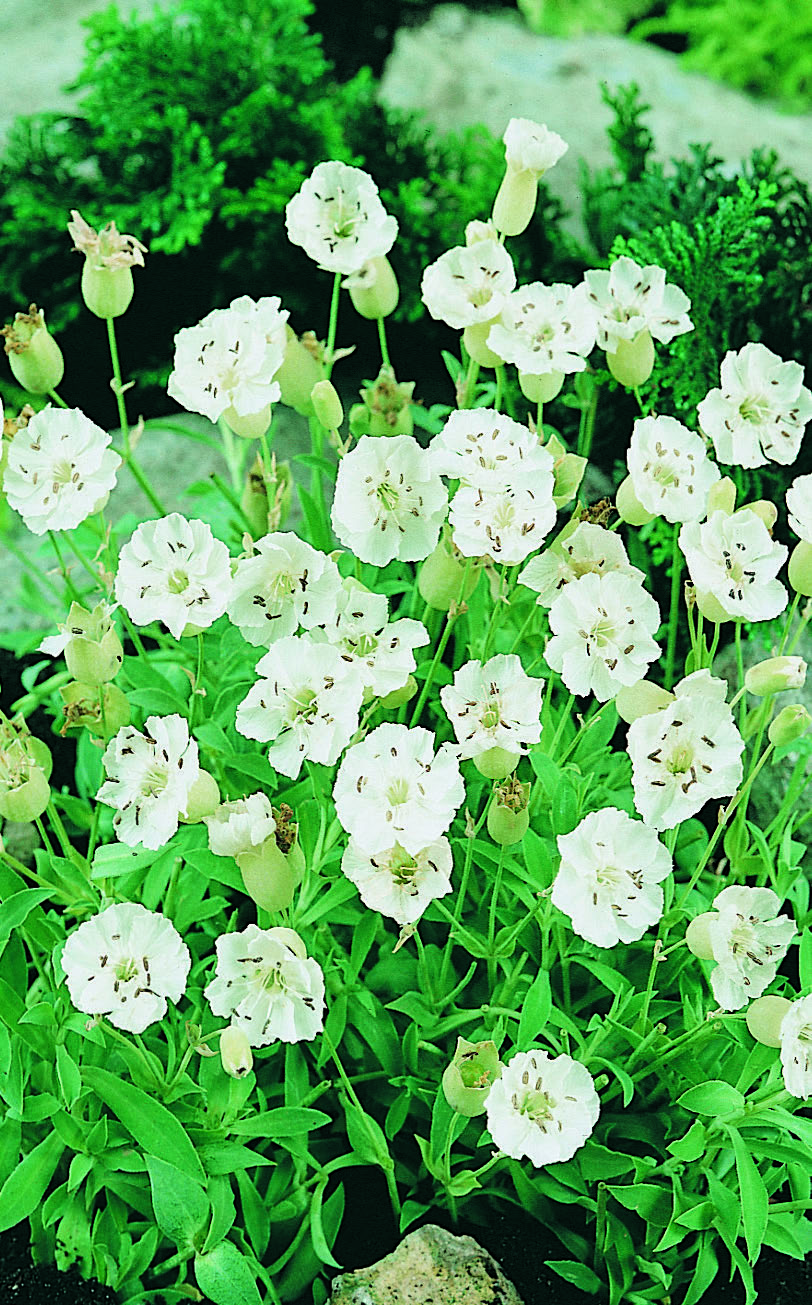 SILENE maritima Alba | Armlee Nurseries