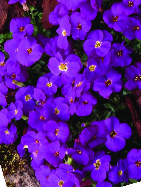 AUBRIETA gracilis Kitte Light Blue | Armlee Nurseries