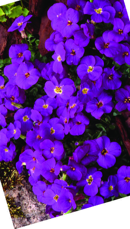 AUBRIETA gracilis Kitte Light Blue | Armlee Nurseries