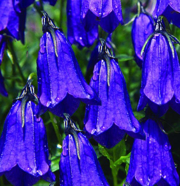 CAMPANULA pulla Blue | Armlee Nurseries