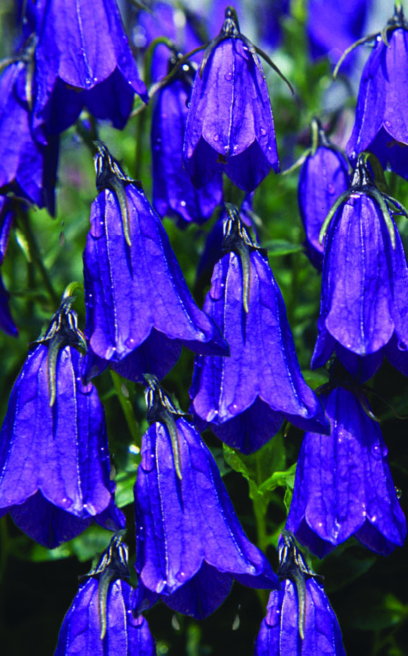 CAMPANULA pulla Blue | Armlee Nurseries