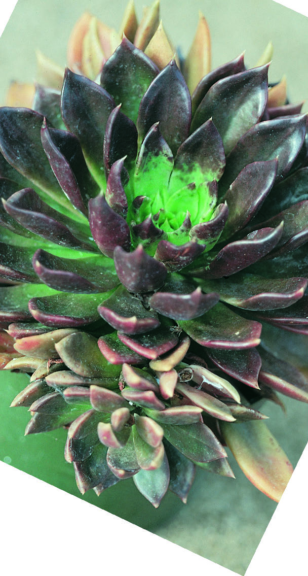 ECHEVERIA Black Knight (Prince) | Armlee Nurseries