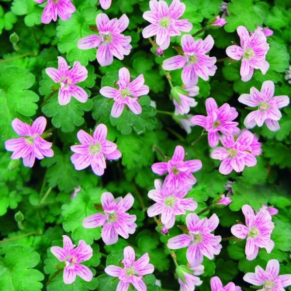 ERODIUM variable Roseum | Armlee Nurseries