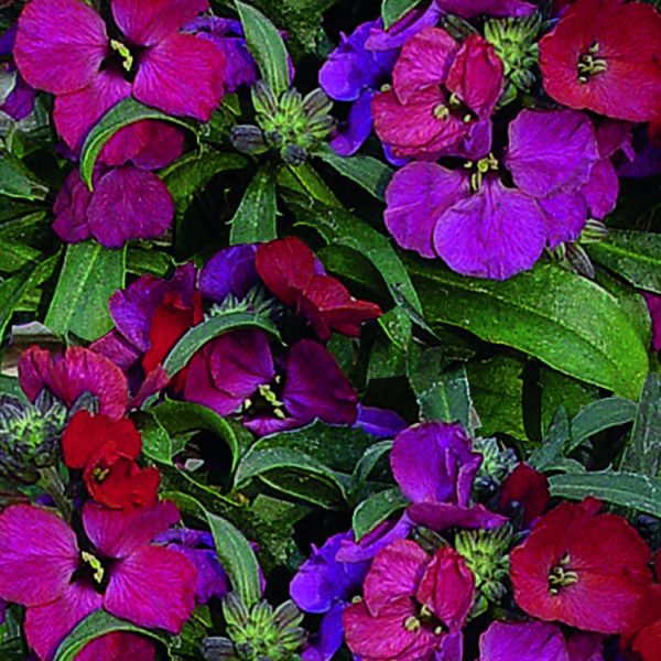 ERYSIMUM Red Jep | Armlee Nurseries