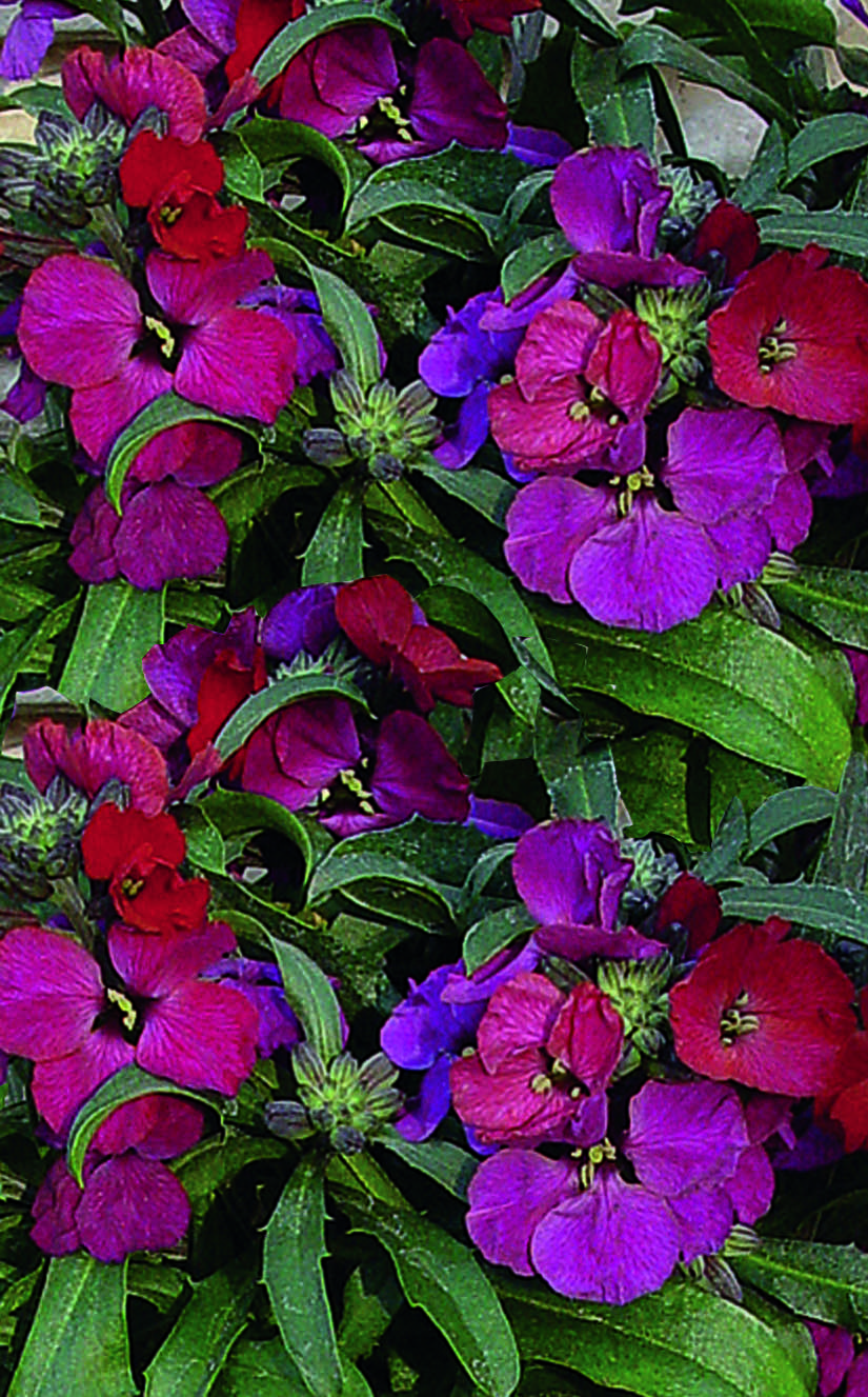 ERYSIMUM Red Jep | Armlee Nurseries