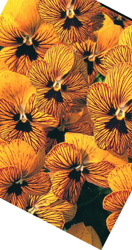 VIOLA Tiger Eyes | Armlee Nurseries