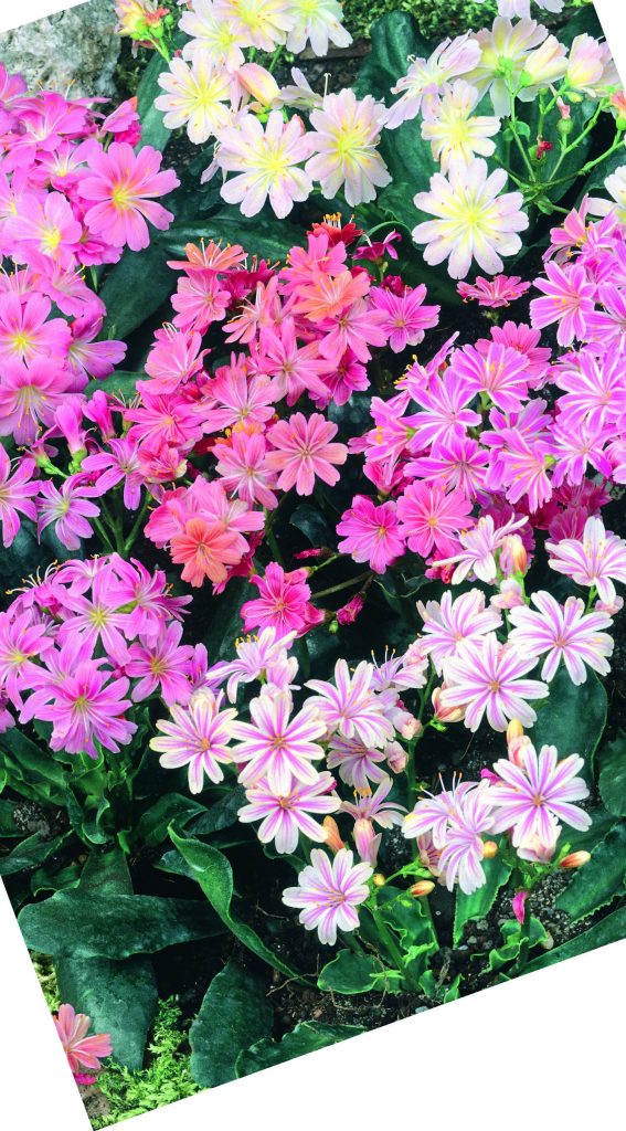 LEWISIA Cotyledon Elise | Armlee Nurseries