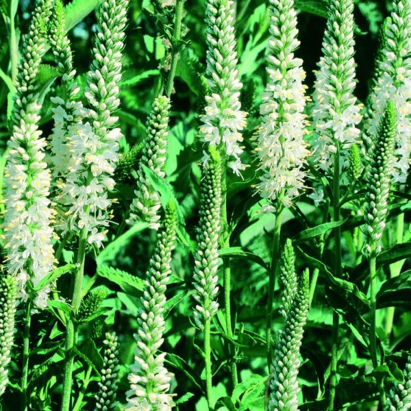 VERONICA spicata Alba | Armlee Nurseries